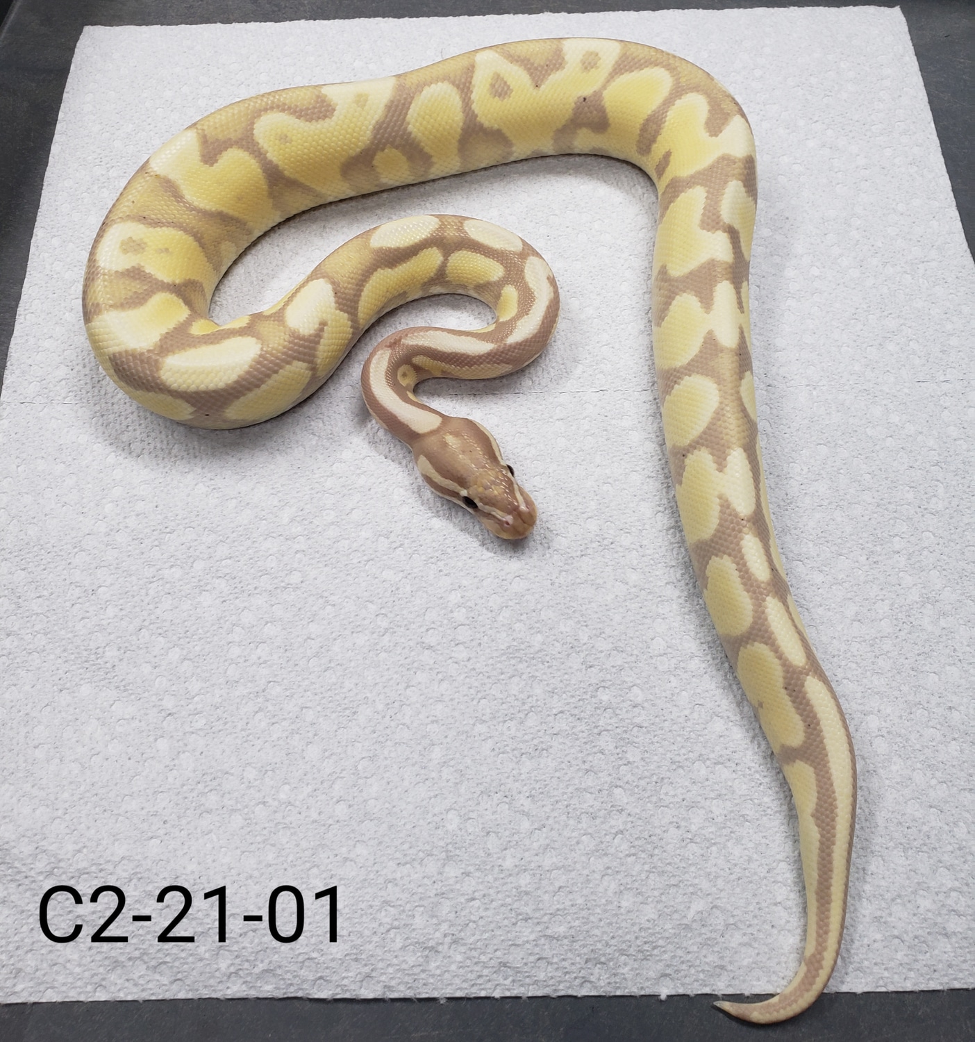 Banana Yellowbelly Blade 320g Ball Python by Muscle Mike's Serpents ...