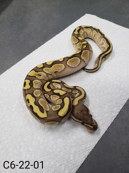 Lesser Yellowbelly Ball Python by Muscle Mike's Serpents