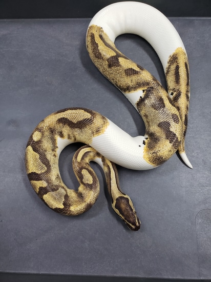 Enchi Pied Breeder Ball Python by Muscle Mike's Serpents