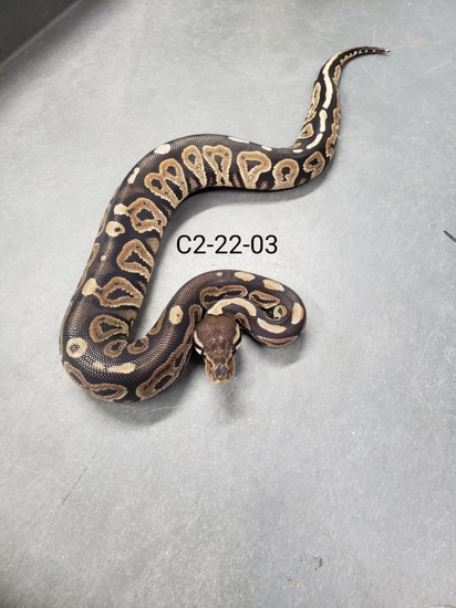 Cinnamon Het Caramel Albino Ball Python by Muscle Mike's Serpents