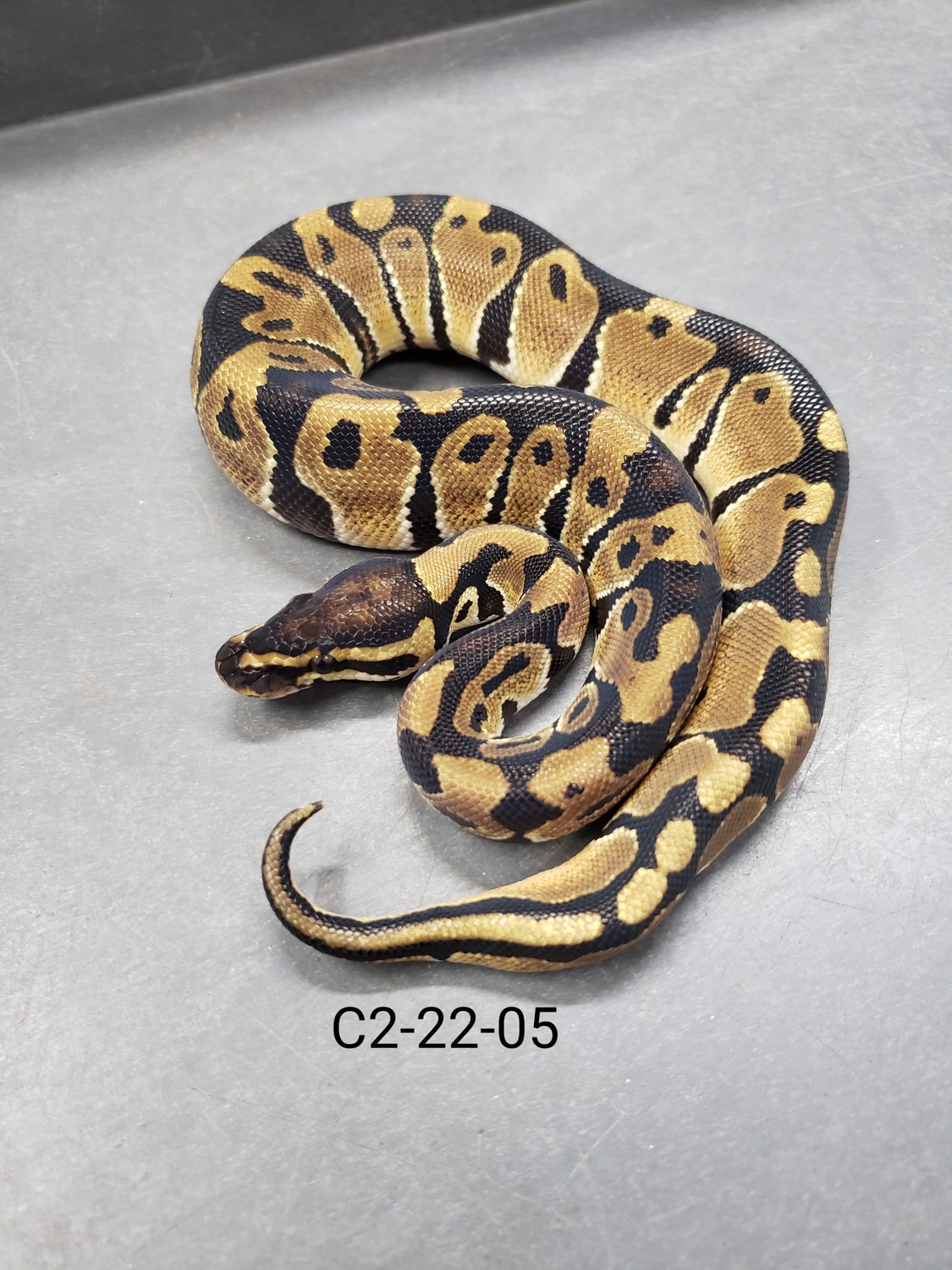 Normal (Pos Blade) Het Caramel Albino Ball Python by Muscle Mike's ...