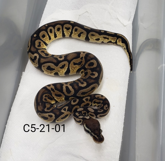 Pastel Trick Ball Python by Muscle Mike's Serpents