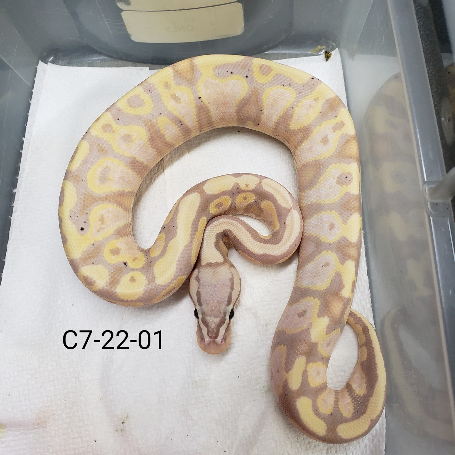 Banana Pastel Yellowbelly Blade Ball Python by Muscle Mike's Serpents ...