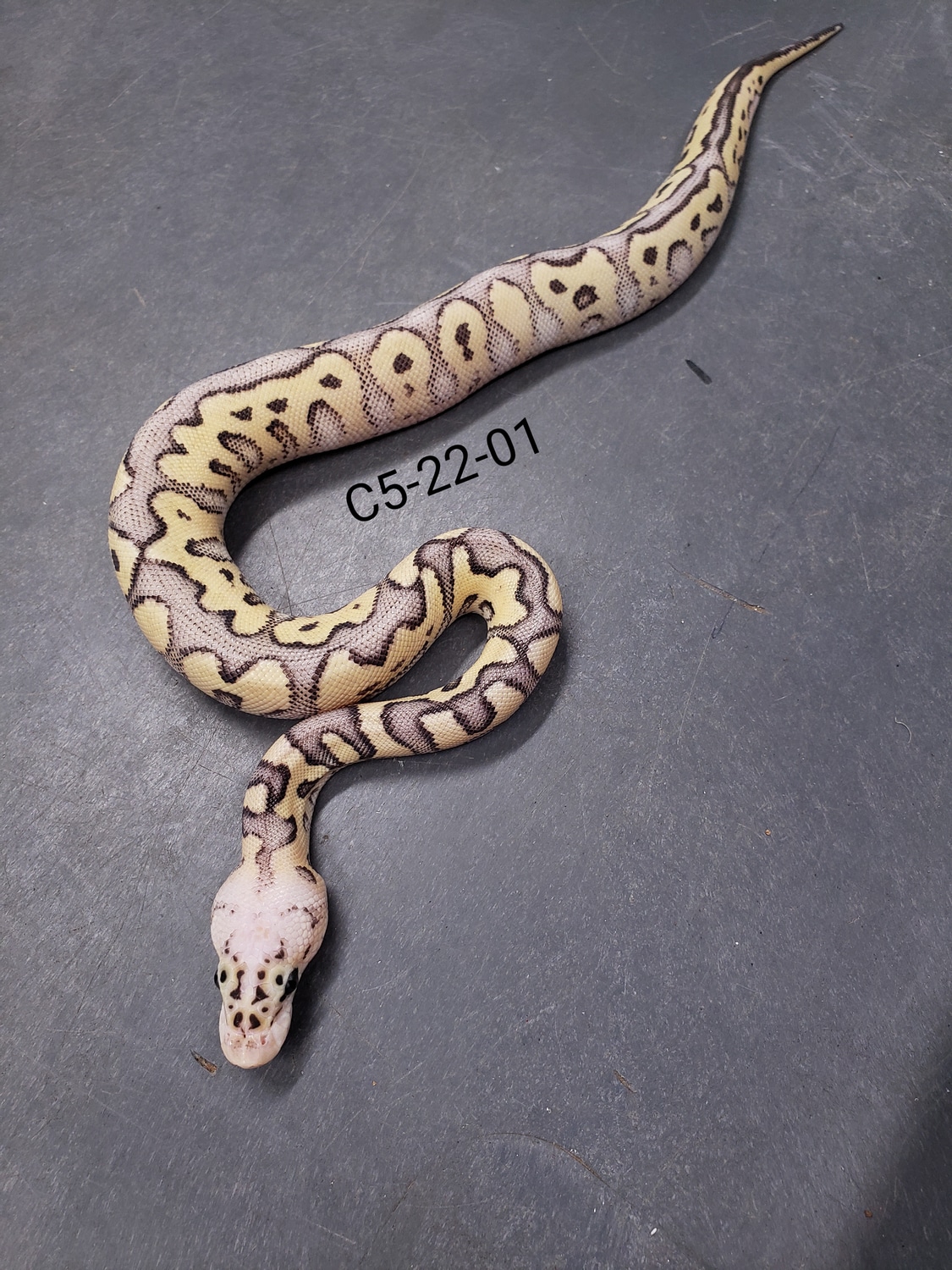 Super Pastel Clown Ball Python by Muscle Mike's Serpents - MorphMarket