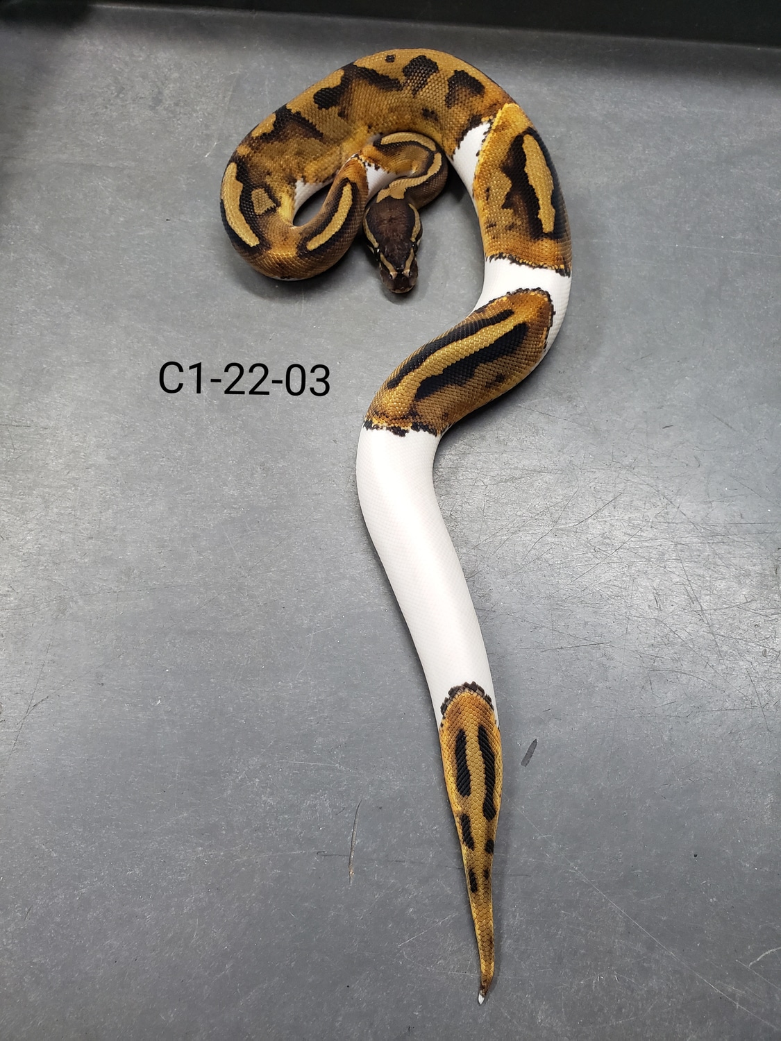 Pied Ball Python by Muscle Mike's Serpents - MorphMarket