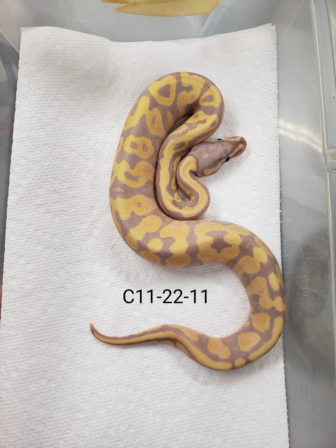 Banana Yellowbelly Blade Ball Python by Muscle Mike's Serpents ...