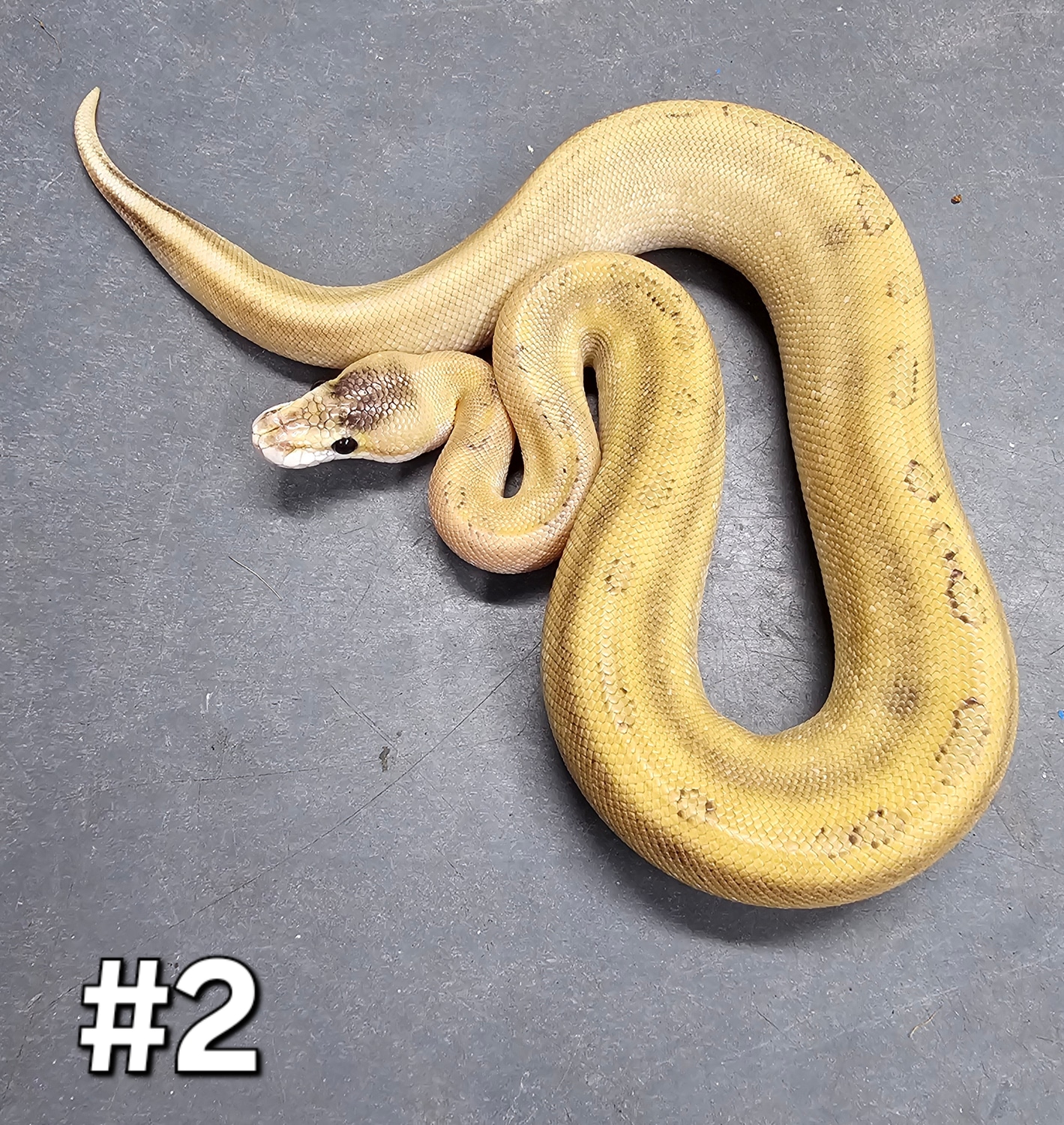 Muscle Mike's Serpents