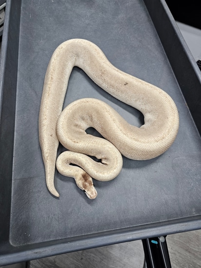 Champagne Mojave Ball Python by Muscle Mike's Serpents