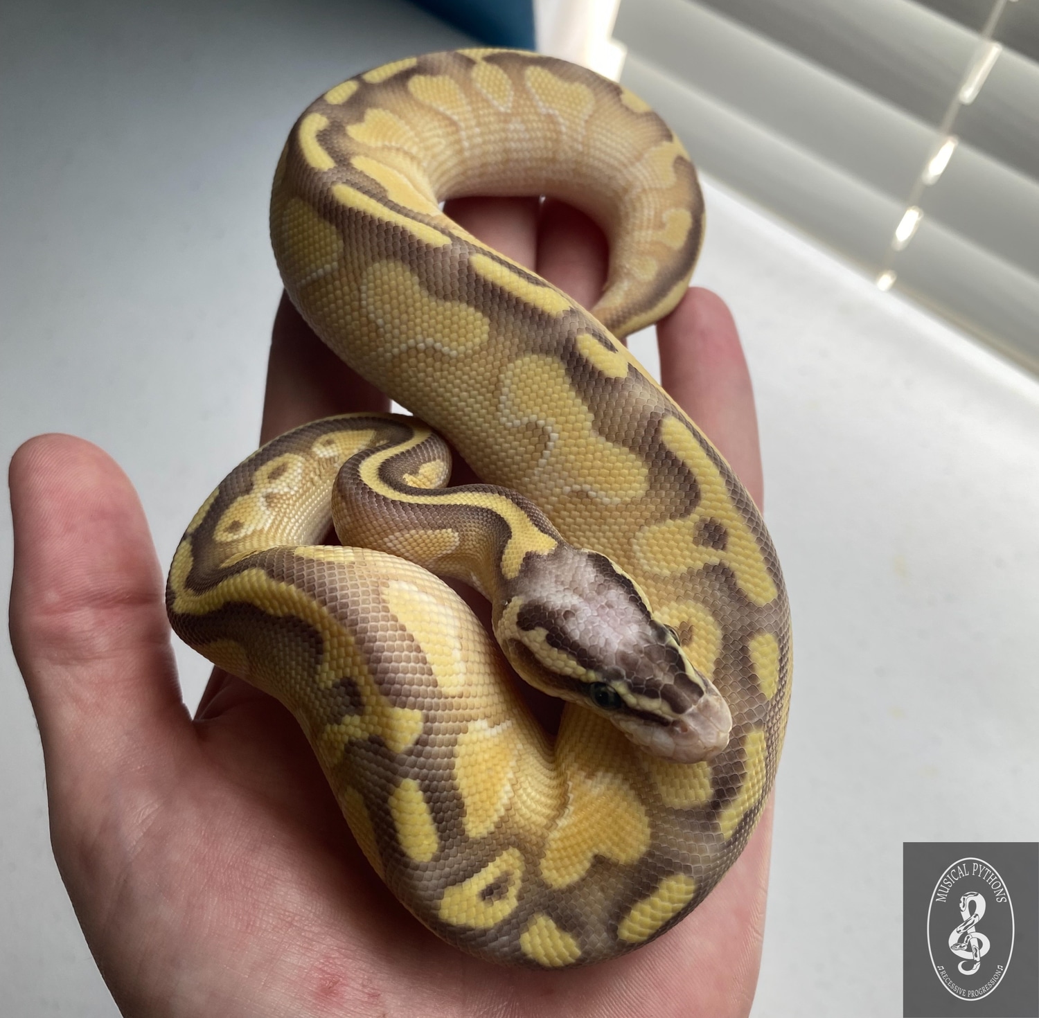 Super Pastel Lesser Enchi Orange Dream 100% Het Hypo Pied Ball Python ...