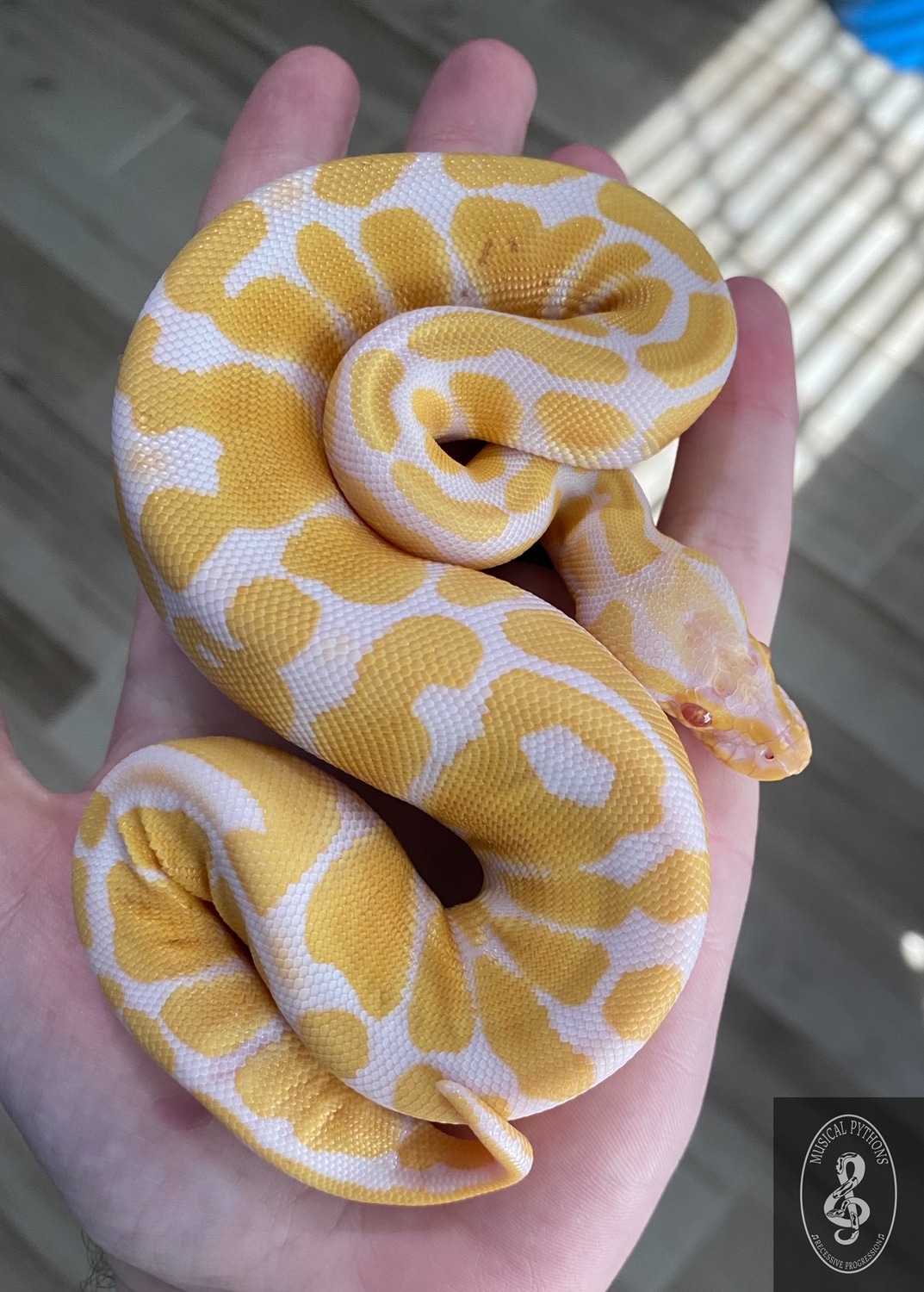 Albino Ball Python by Musical Pythons - MorphMarket