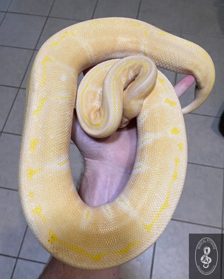 Pinstripe Albino Ball Python by Musical Pythons