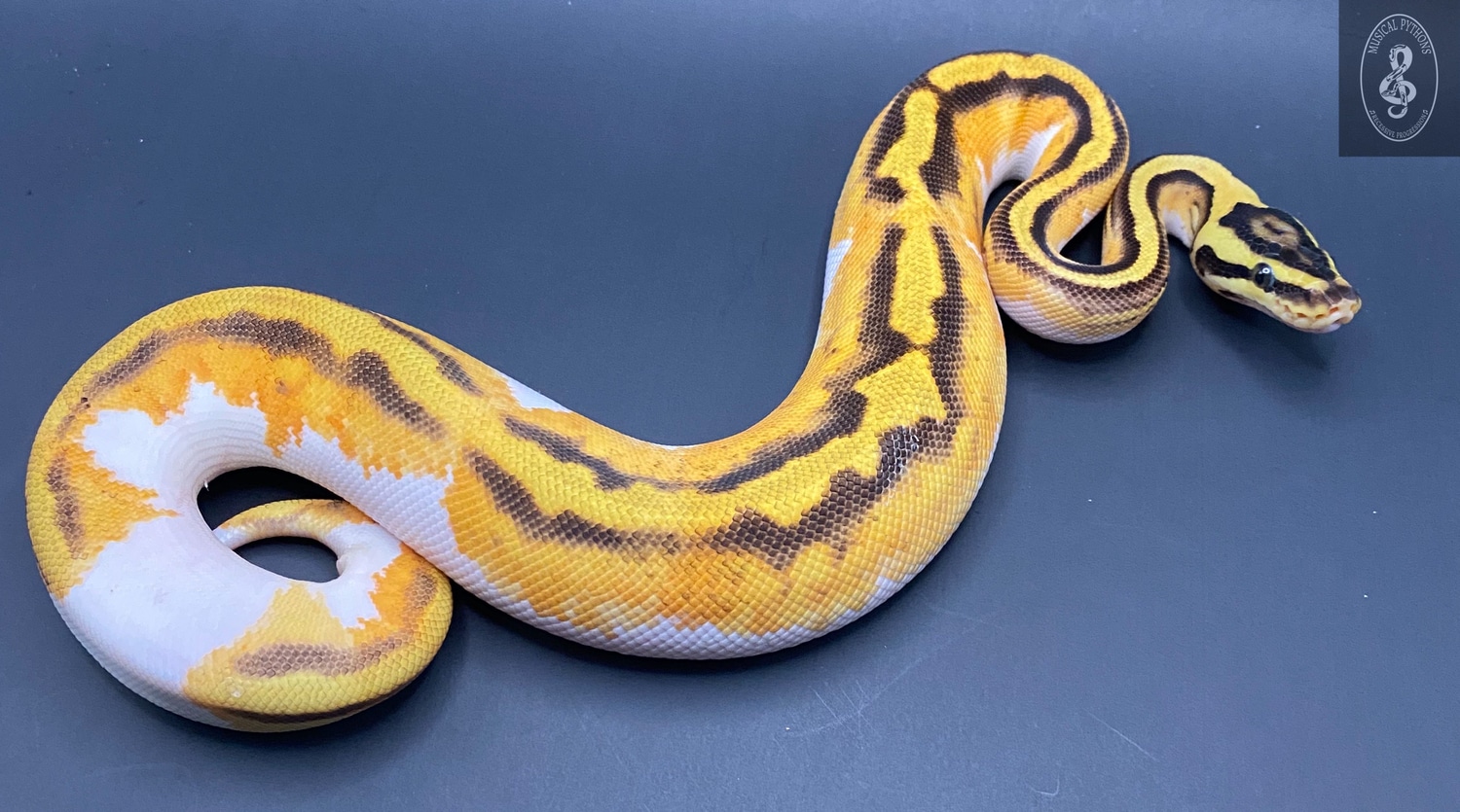 Pastel Enchi Yellowbelly Pied Ball Python by Musical Pythons - MorphMarket