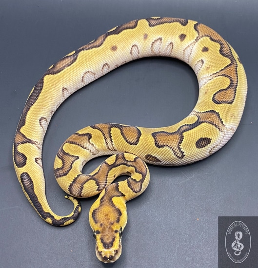 Enchi Mystic Clown Ball Python by Musical Pythons