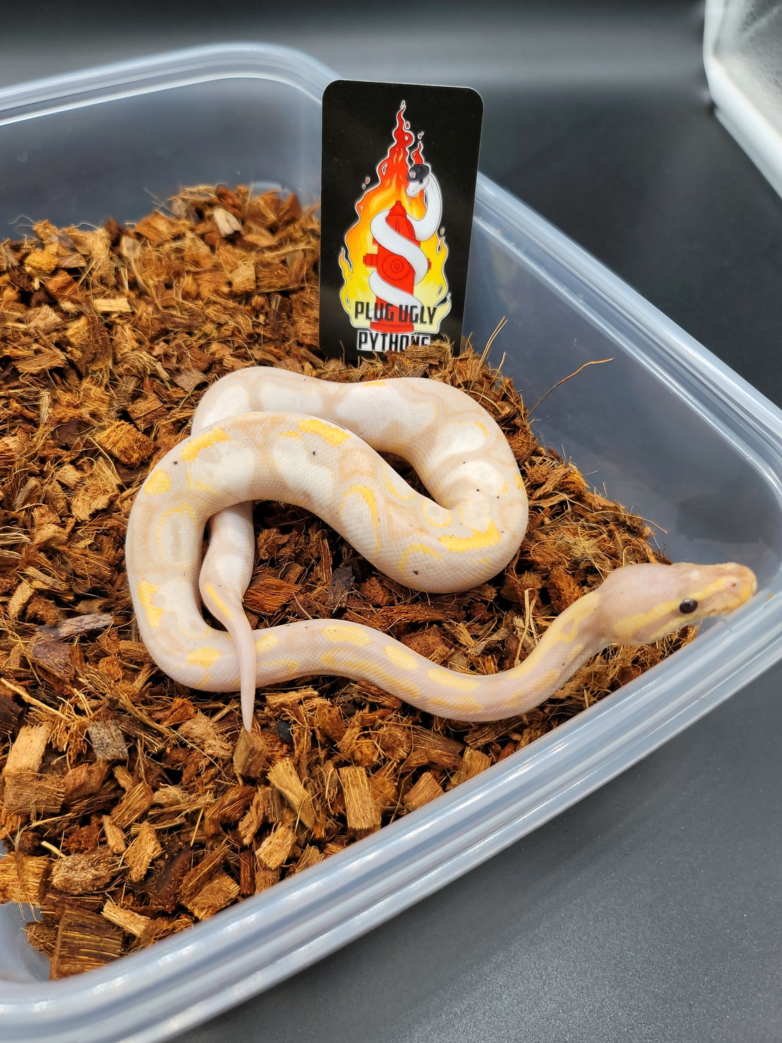 Banana Calico Ball Python by Plug Ugly Pythons - MorphMarket
