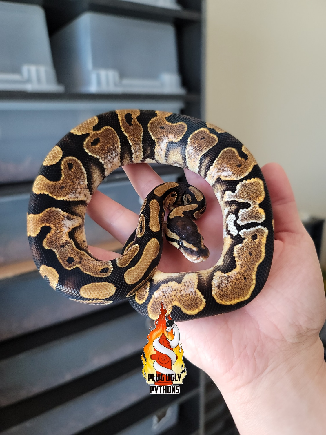 Calico Ball Python by Plug Ugly Pythons - MorphMarket