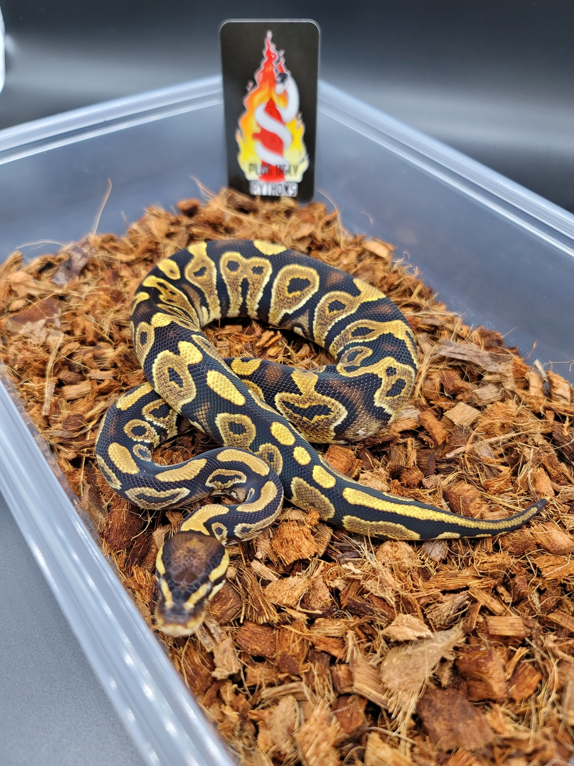 Chocolate Yellowbelly 50% Het Albino Ball Python by Plug Ugly Pythons ...