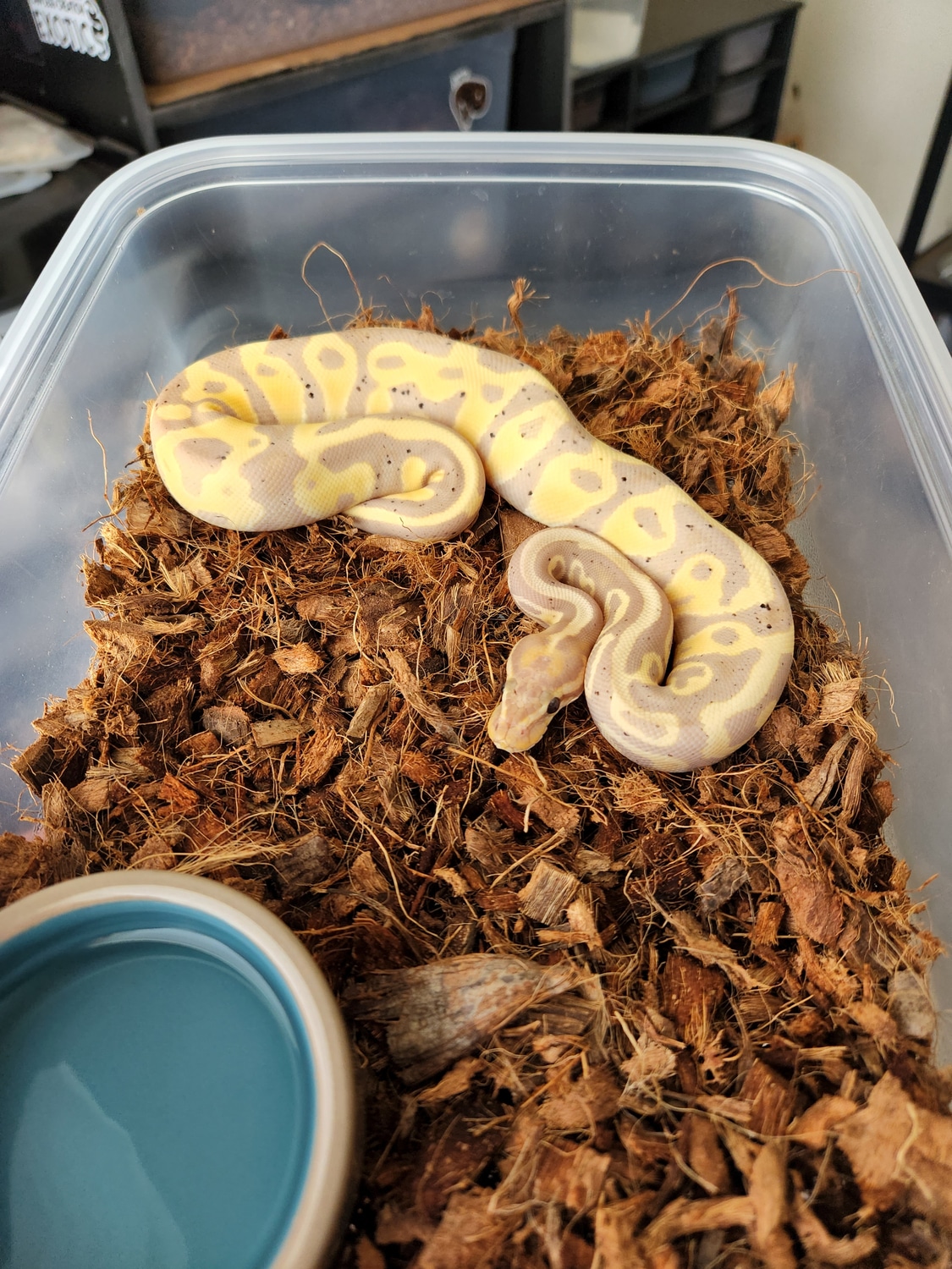 Banana Leopard Ball Python by Plug Ugly Pythons - MorphMarket