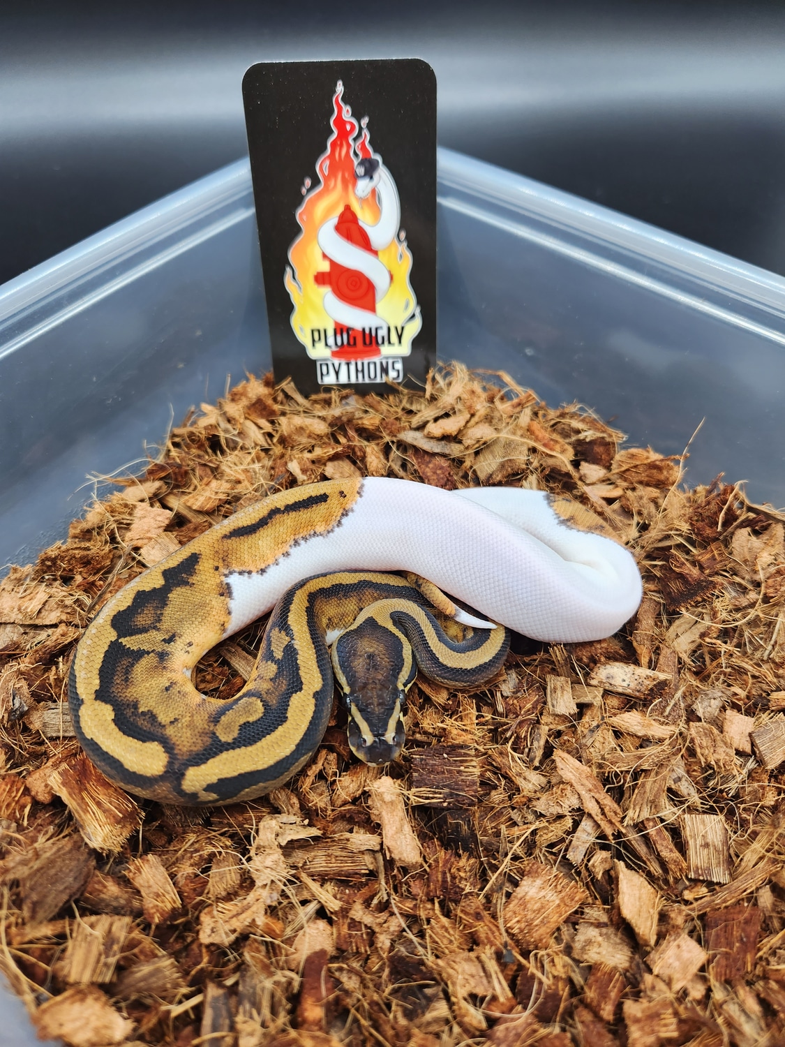 Piebald Ball Python by Plug Ugly Pythons - MorphMarket