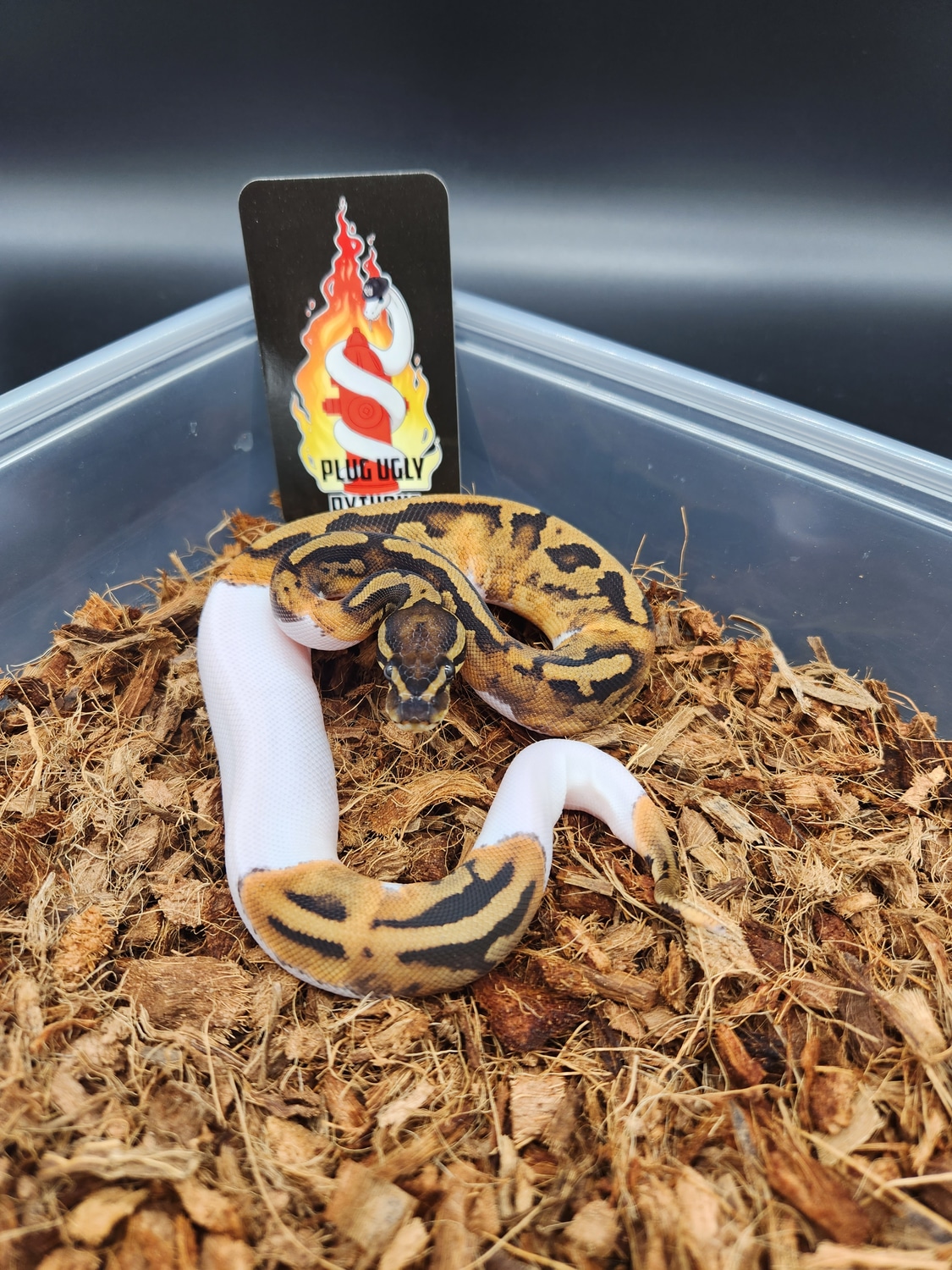 Piebald Ball Python by Plug Ugly Pythons - MorphMarket