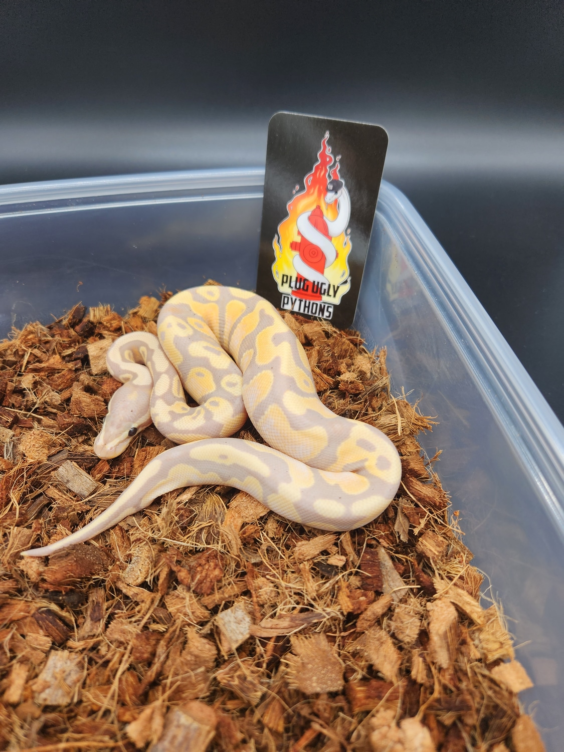 Banana 66% Het Pied Ball Python by Plug Ugly Pythons - MorphMarket
