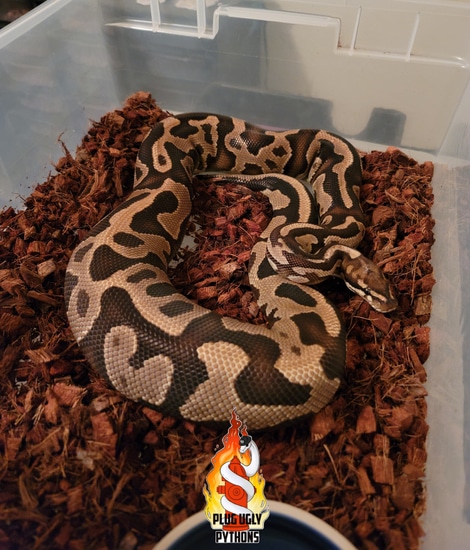 Leopard Yellowbelly Het Pied Ball Python by Plug Ugly Pythons