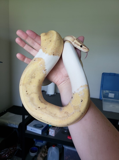 Banana Pied Ball Python by Plug Ugly Pythons