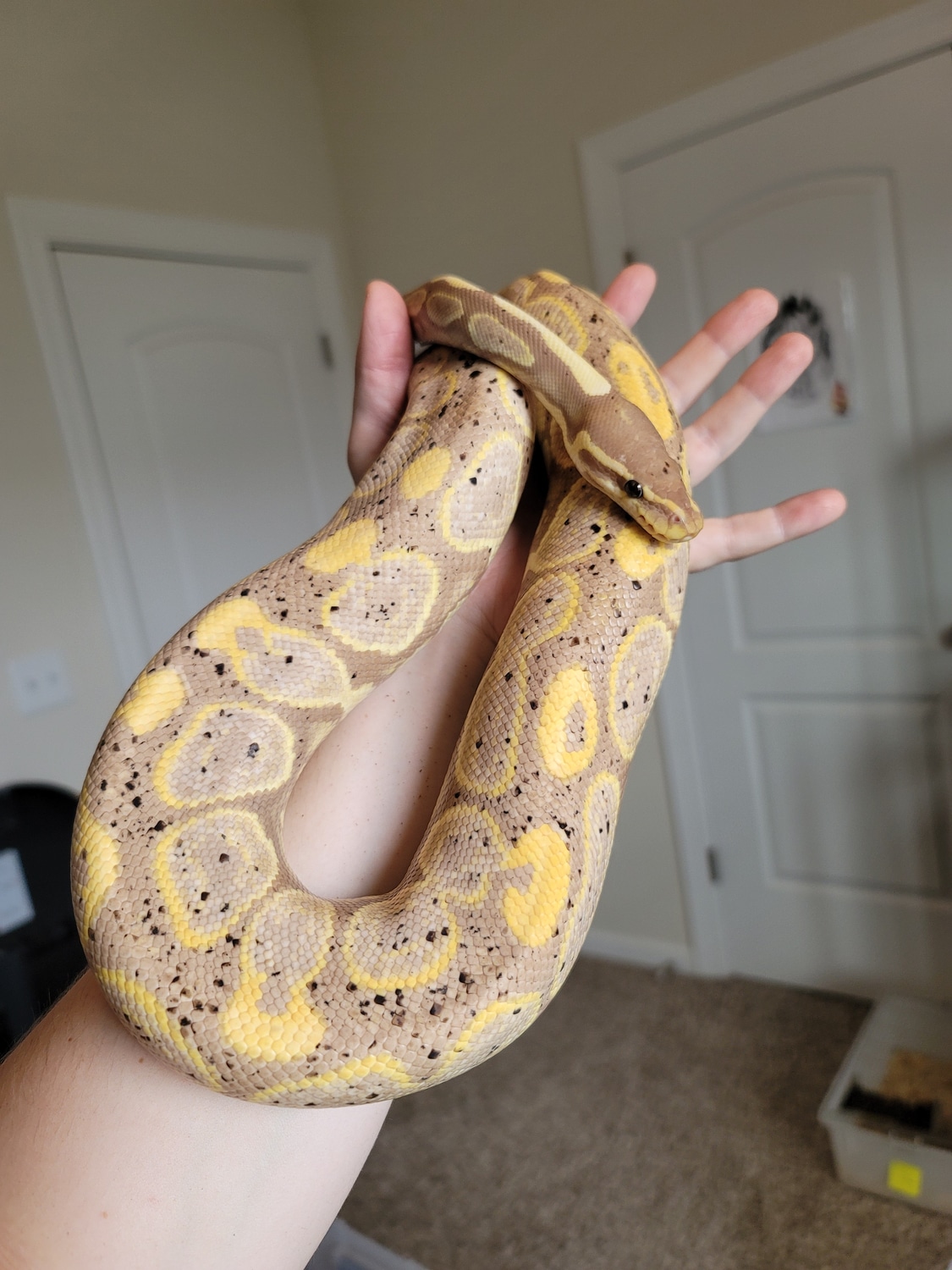 Banana Black Pastel Ball Python by Plug Ugly Pythons - MorphMarket