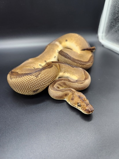 Blade Clown Ball Python by Plug Ugly Pythons