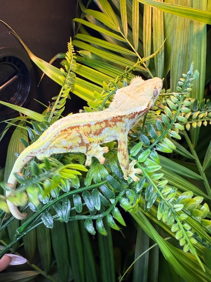 Lily White Red Crested Gecko by Jump’in tails