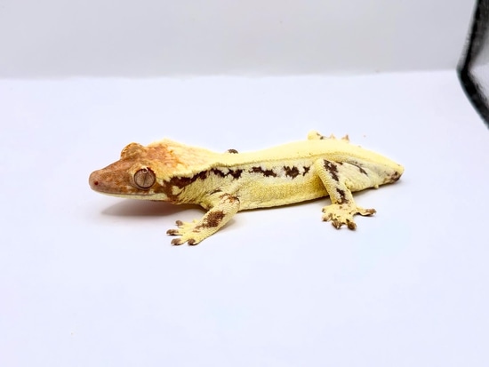 Frappuccino Crested Gecko by Jump’in tails