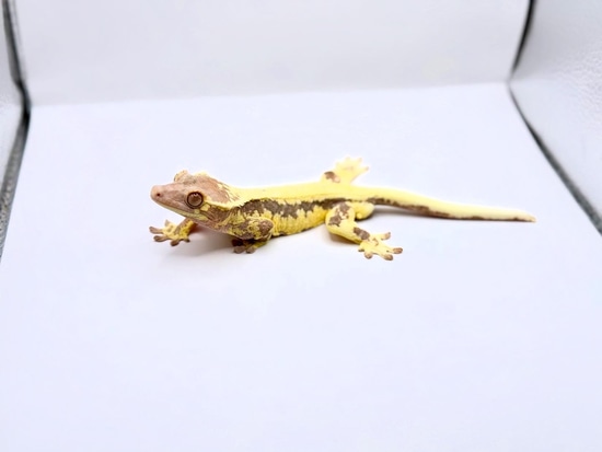 Frappuccino Crested Gecko by Jump’in tails