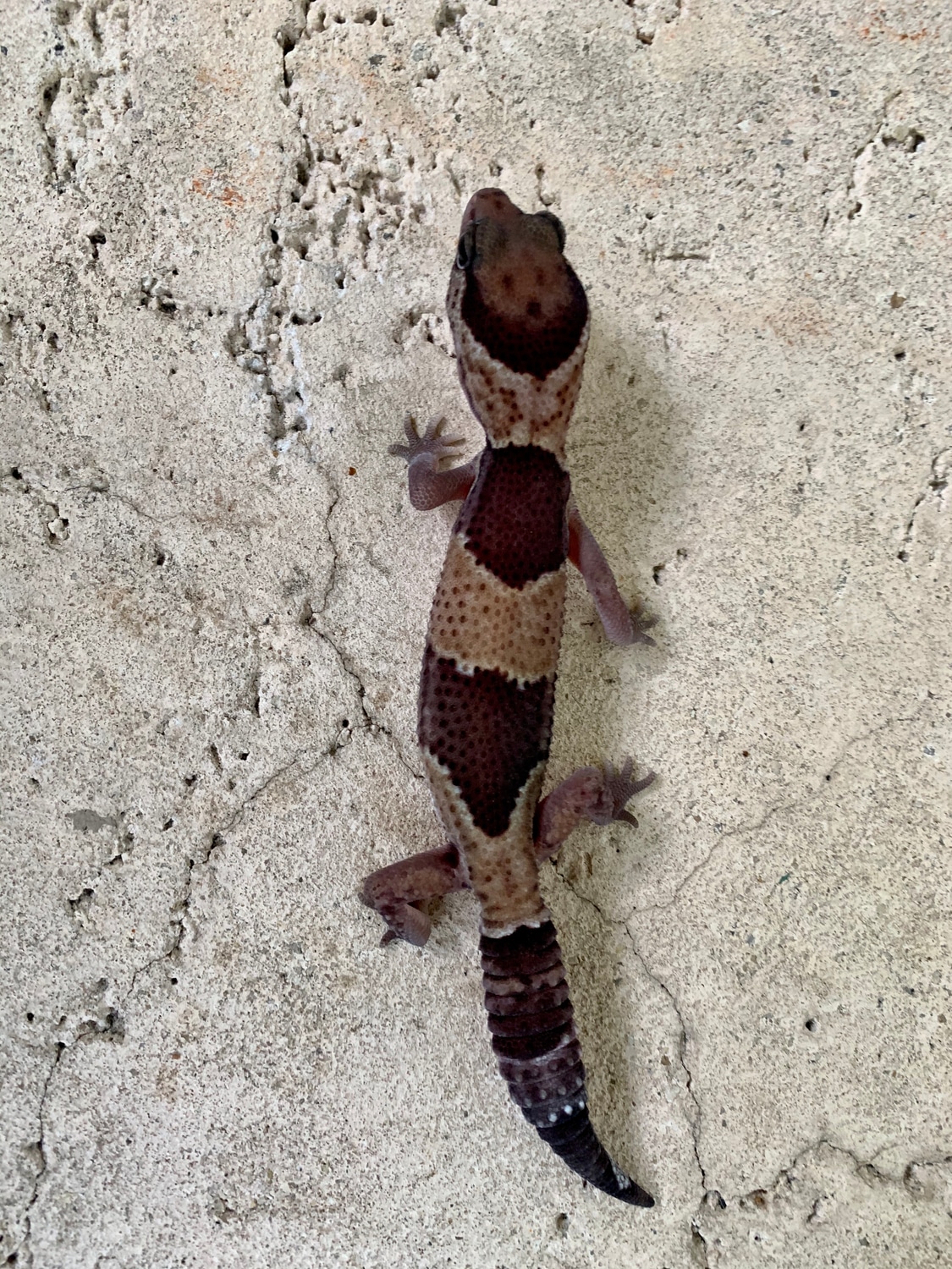 Wild Type 50% Posshet Patternless TSF African Fat-Tailed Gecko by ...
