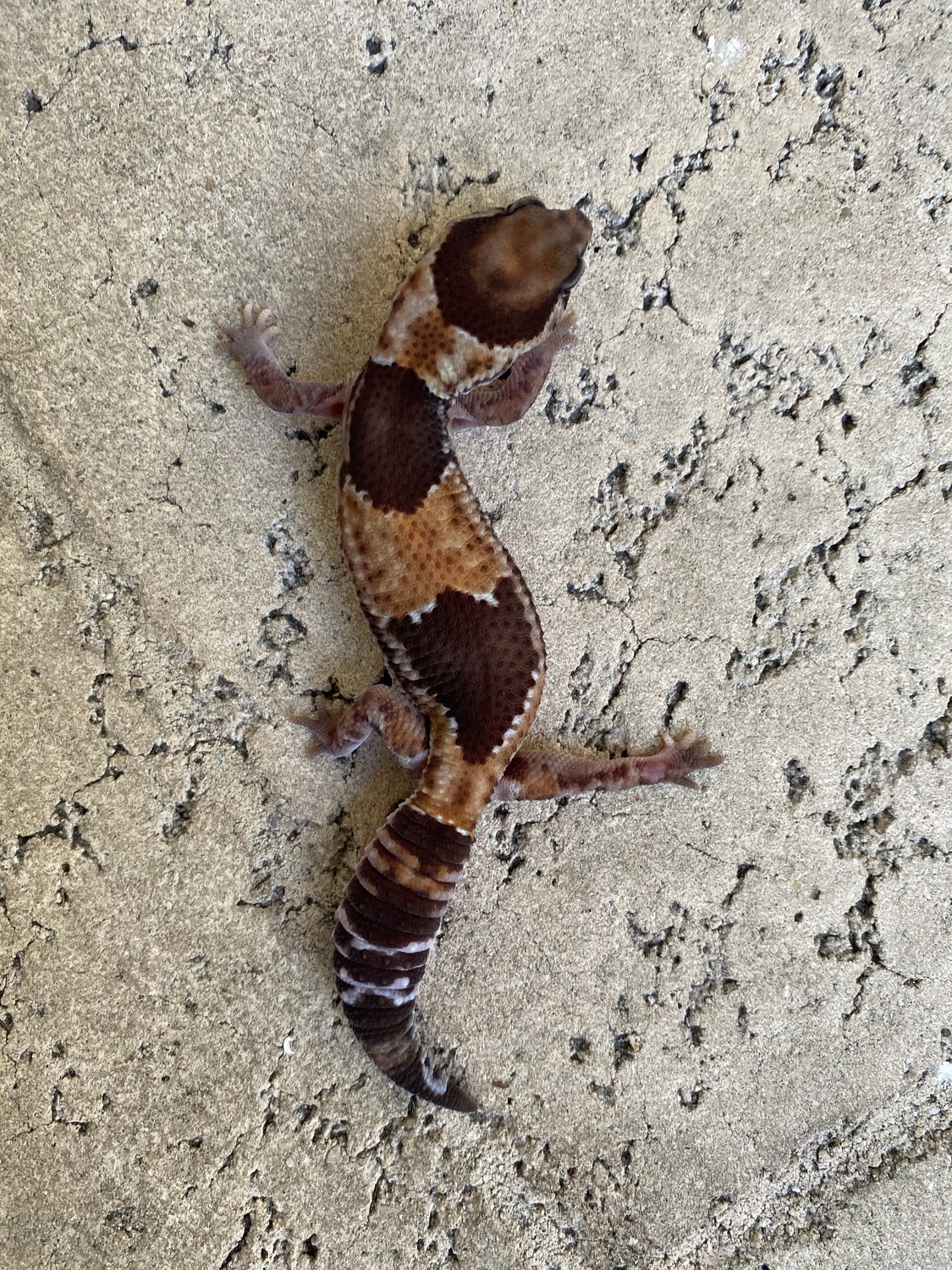 Wild Type 50% Het Patty African Fat-Tailed Gecko by Mutant Geckos ...