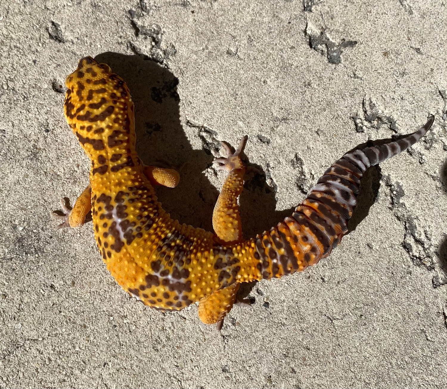 Albino Tangerine(Pet Only) Leopard Gecko by Mutant Geckos - MorphMarket
