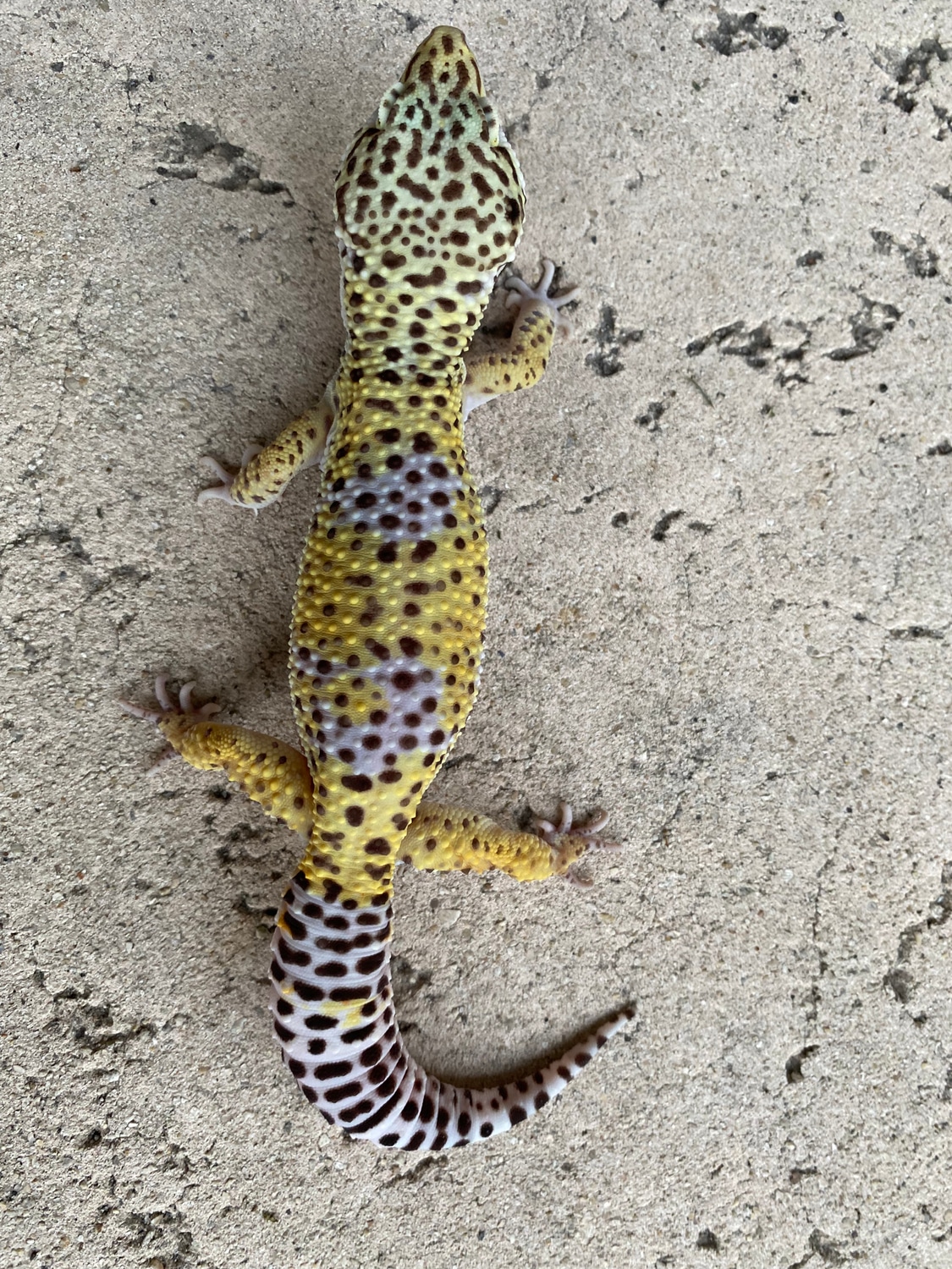 Wild Type 100% Het Rainwater BAE Leopard Gecko by Mutant Geckos ...