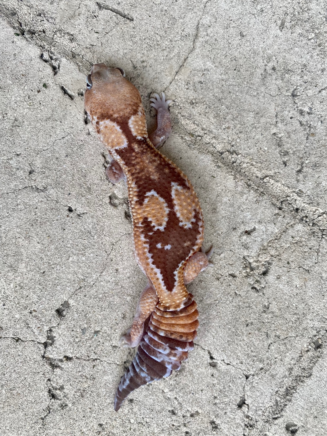 Zulu Possible Het Caramel African Fat-Tailed Gecko by Mutant Geckos ...