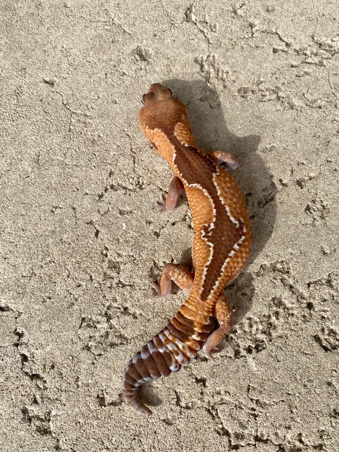 Zulu Possible Het Caramel African Fat-Tailed Gecko by Mutant Geckos ...