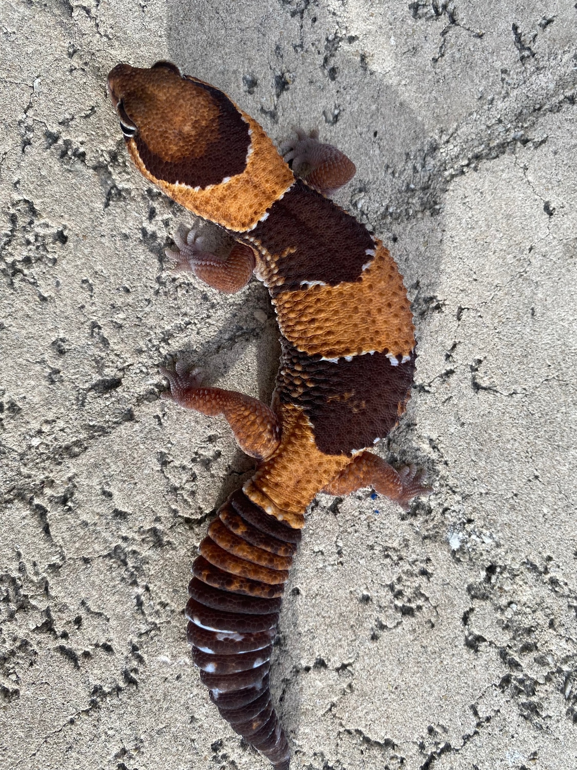 Wild Type Possible Het Patternless African Fat-Tailed Gecko by Mutant ...