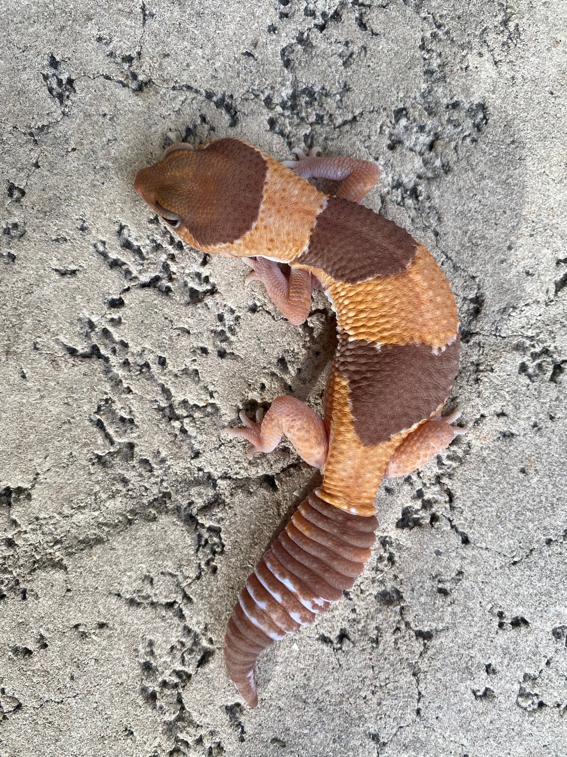 Caramel Het Oreo African Fat-Tailed Gecko by Mutant Reptiles - MorphMarket
