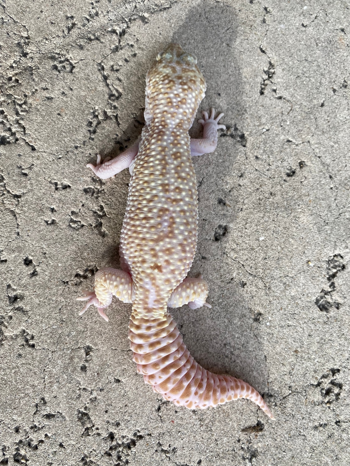 Tremper Mack Snow Eclipse Het Diablo Blanco(Blizzard) Leopard Gecko by ...
