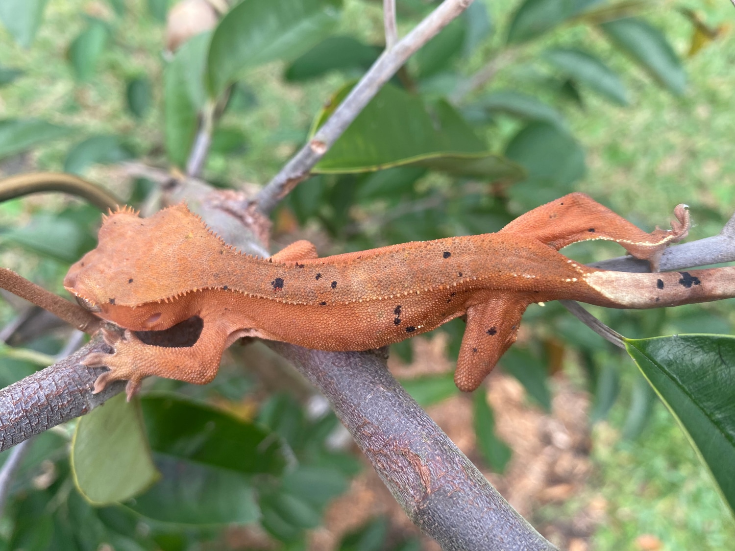 Confetti Multi Colored Super Dalmation Crested Gecko by Mutant Geckos ...