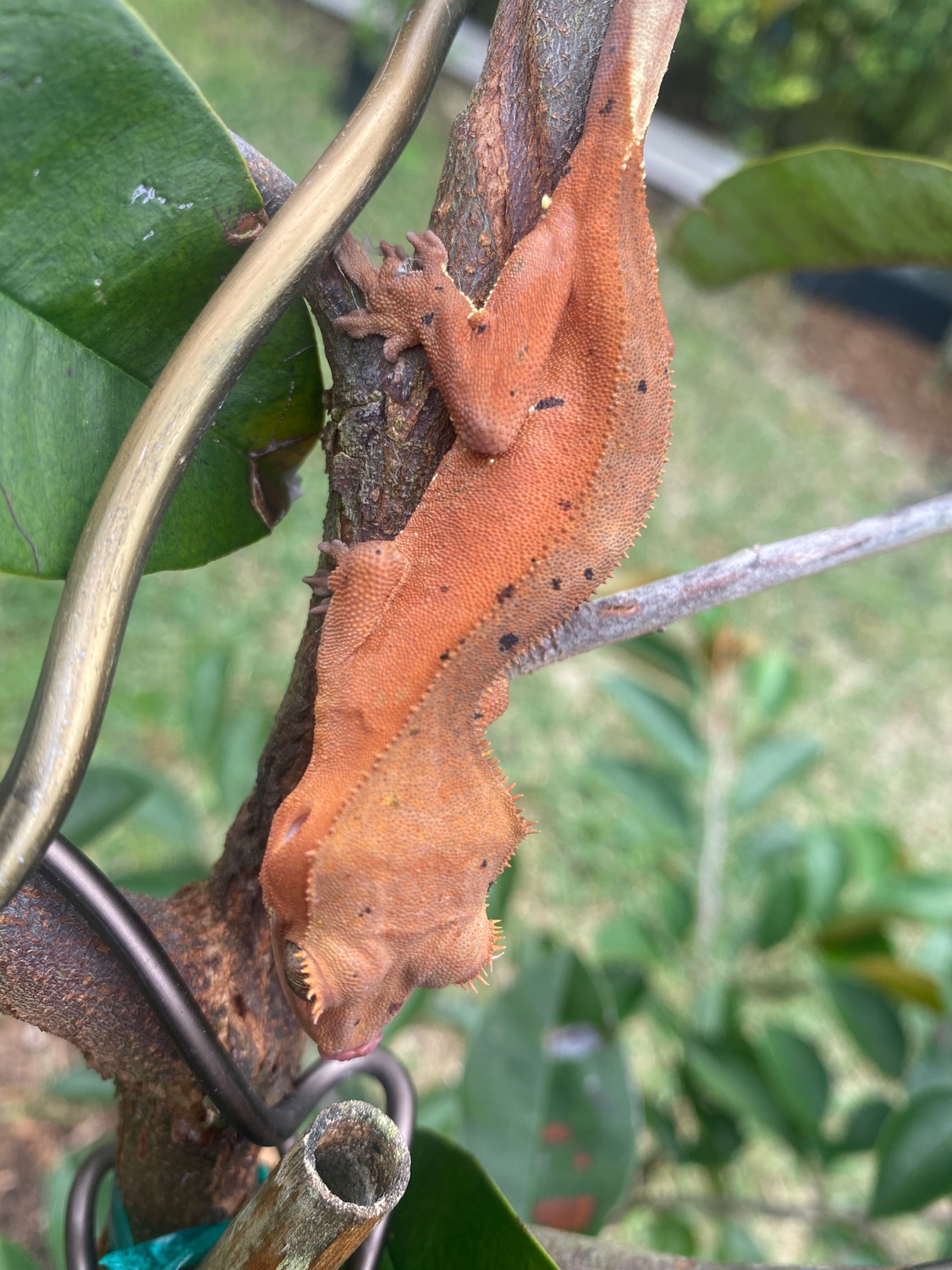 Confetti Multi Colored Super Dalmation Crested Gecko by Mutant Geckos ...