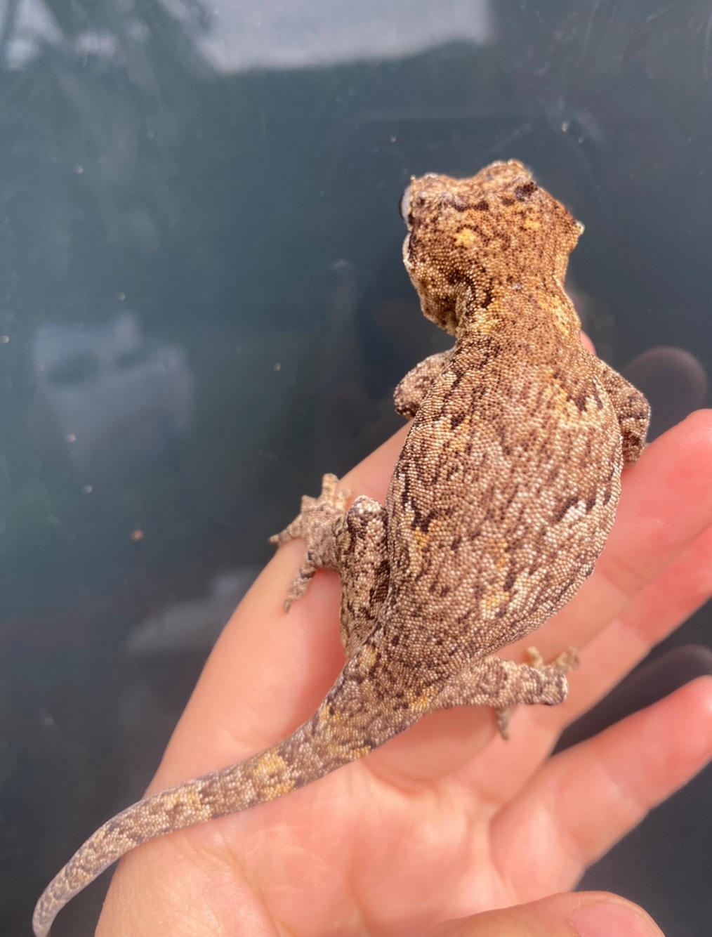 Reticulated Orange Blotch Gargoyle Gecko by Mutant Geckos - MorphMarket