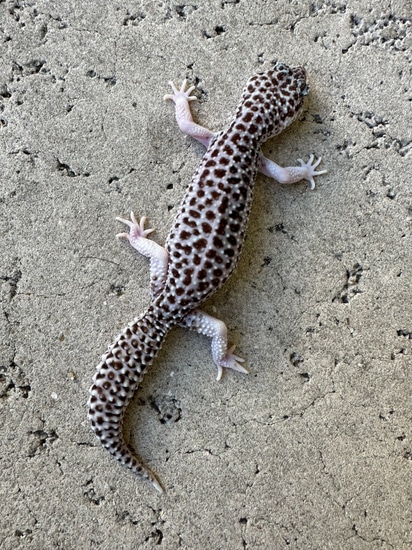 Melanistic Super Snow Probable Eclipse Leopard Gecko by Mutant Reptiles