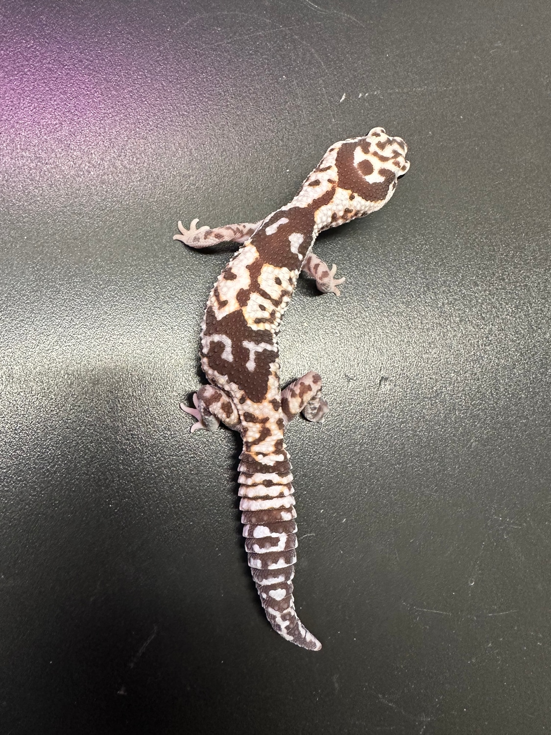Whiteout Het Patternless African Fat-Tailed Gecko by Mutant Geckos ...