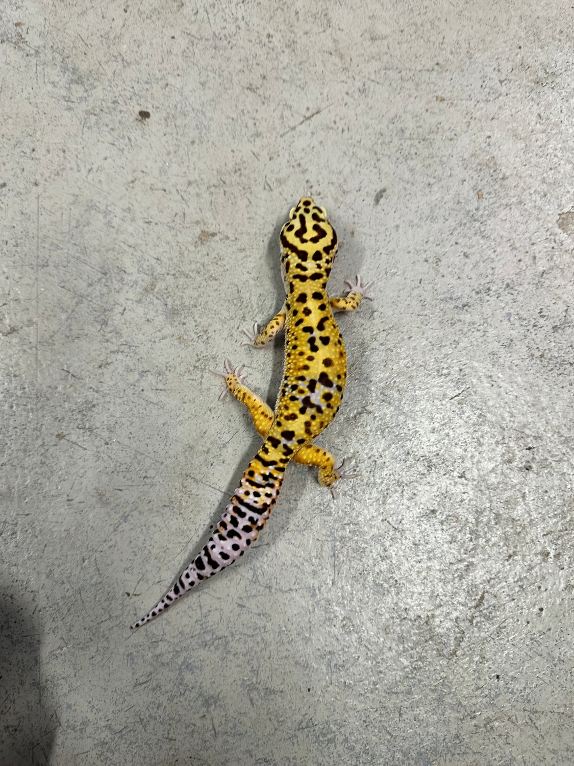 Giant Leopard Gecko by Mutant Geckos - MorphMarket