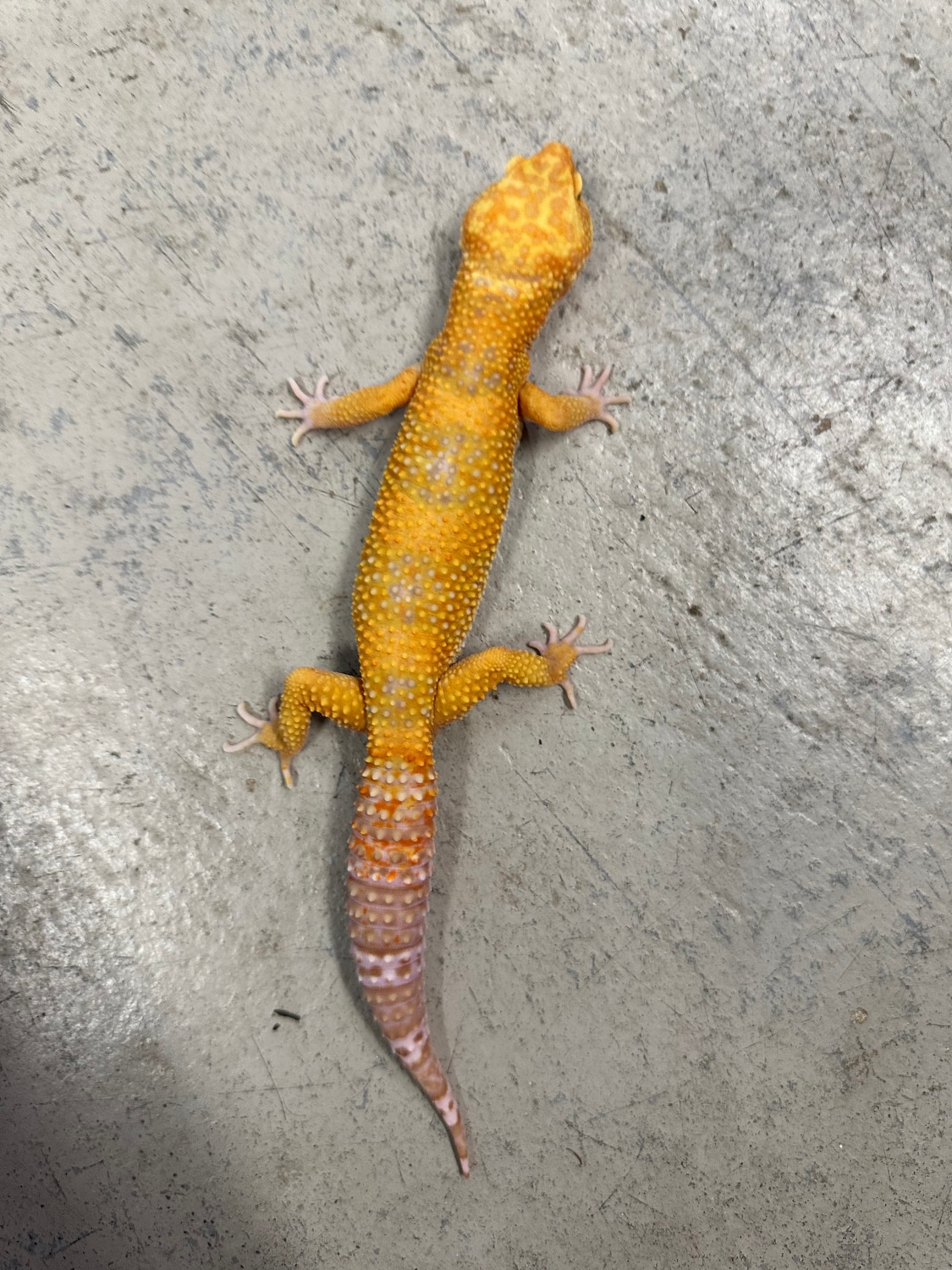 Rainwater Het Murphys Patternless Poshet BAE Leopard Gecko by Mutant ...