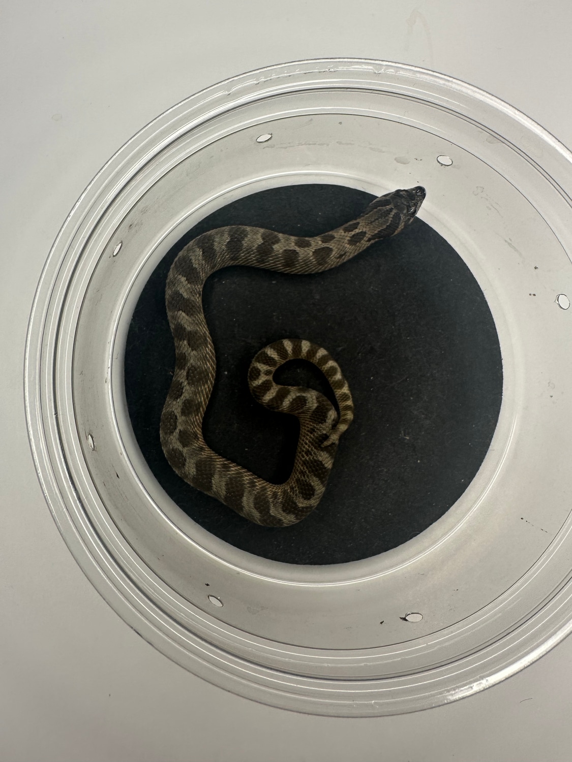 Conda Sable Poshet Axanthic Western Hognose by Mutant Reptiles ...