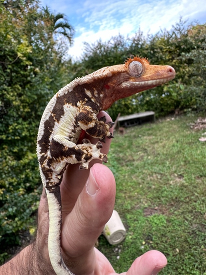 RTB Lilly White Crested Gecko by Mutant Reptiles