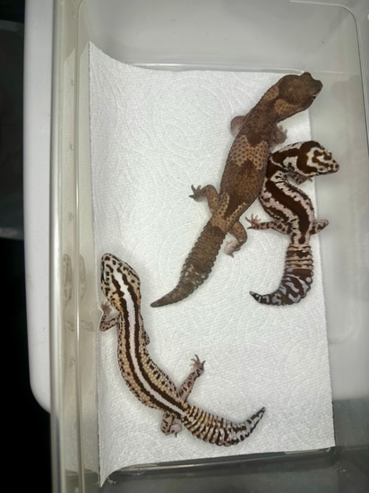 2020 RTB Whitout Het Patternless Ghost African Fat-Tailed Gecko by ...